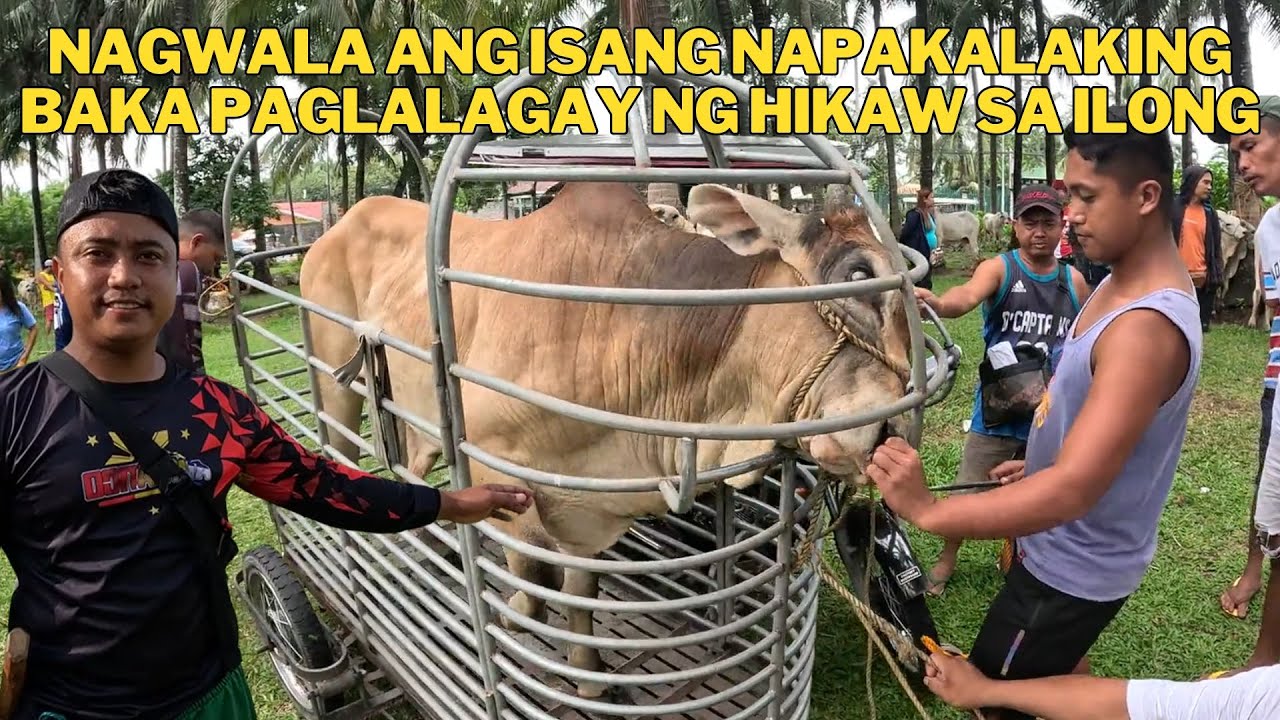 TRADITION PAGLALAGAY NG TALI SA ILONG NG BAKA PARA HINDI MAHIRAP ...
