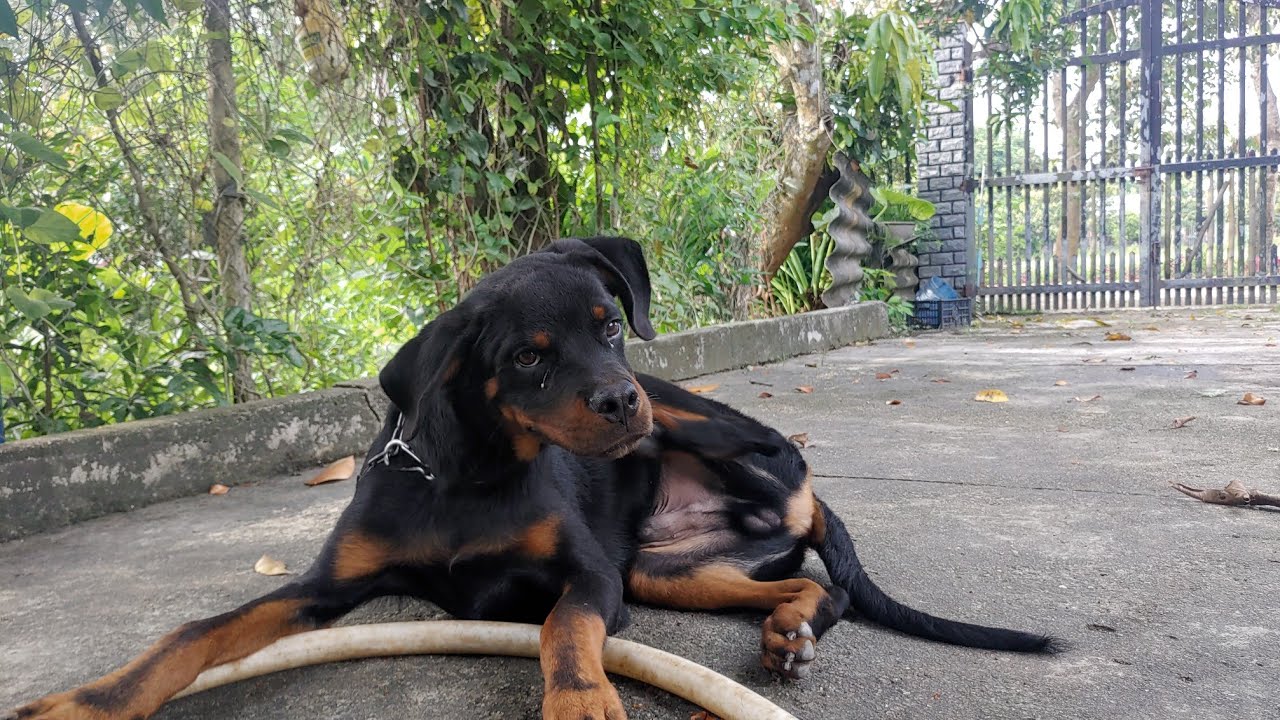 rottweiler Đen ngáo 5 tháng tuổi p5 - YouTube