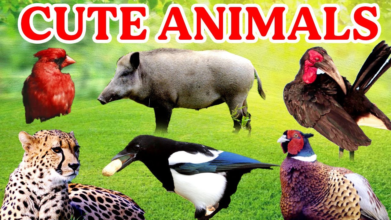 Cute Animals: Forest Ambience Sounds - Wildlife Animals & Birds - YouTube