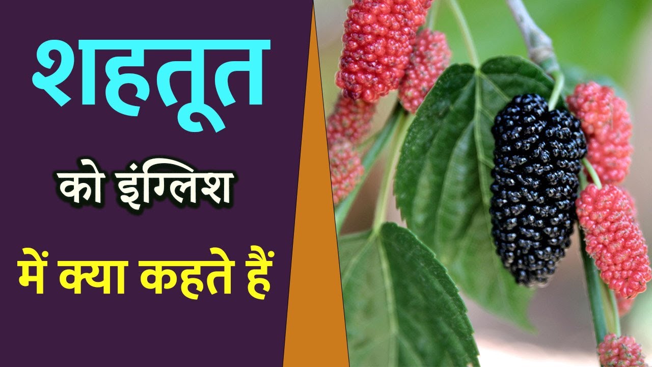 shahtoot ko English Mein kya Kahate Hain | Shahtut ko Angreji me Kya ...