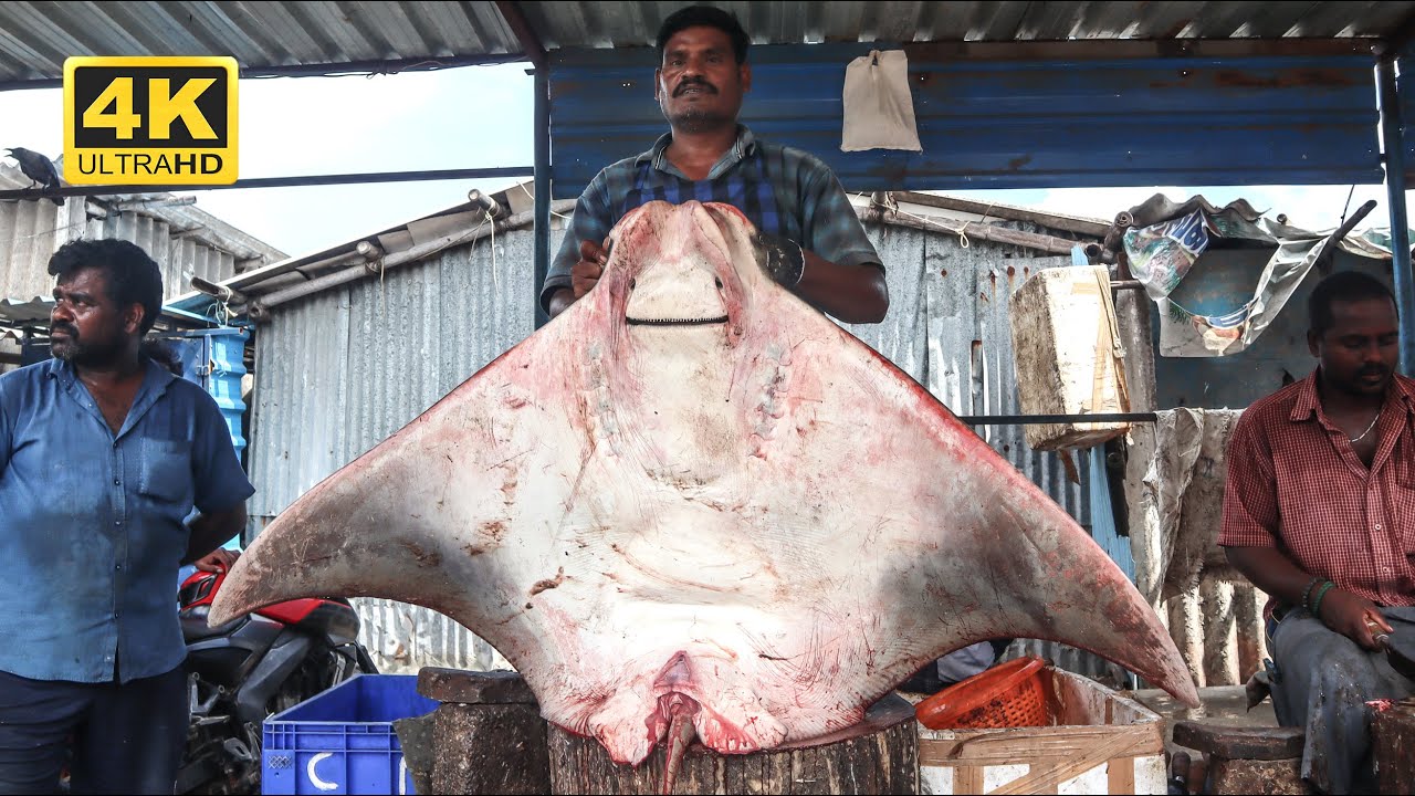 100 KG HUGE KING SIZE THIRUKKAI FISH CUTTING KASIMEDU ARUMUGAM | BIG ...