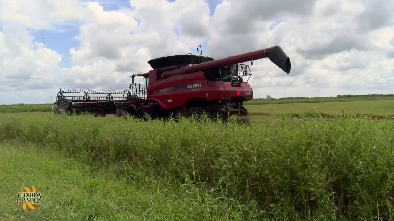 Florida Crystals Rice Farms: Learn About Harvesting - YouTube