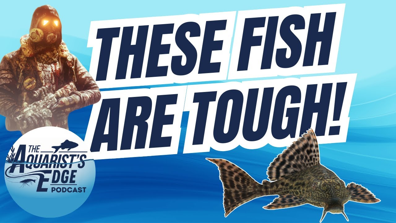 These Fish Are Tough - Hardy Fish For Beginner Aquarium Keepers ...