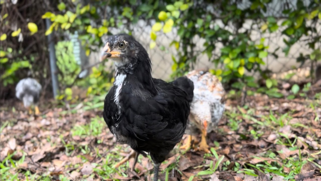 Whiting True Blue Chickens foraging together in 1080HD - YouTube