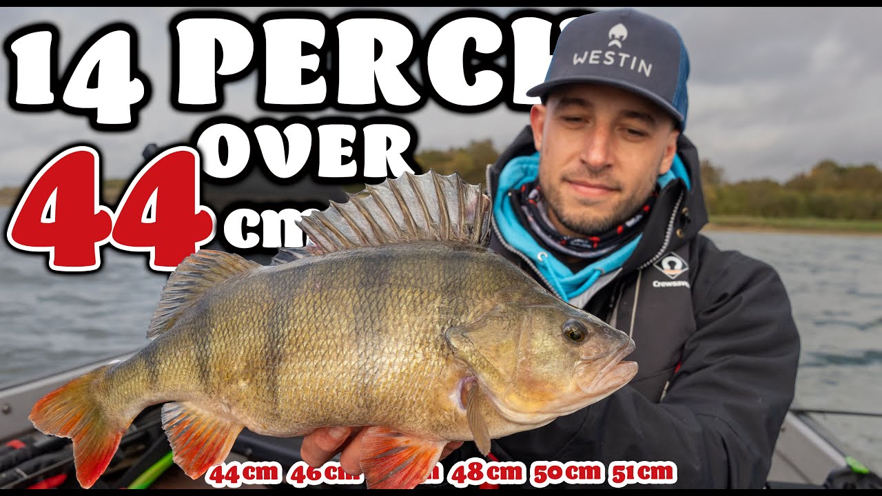 MONSTER PERCH (2x50cm, 1x51cm) fishing on a massive reservoir - YouTube
