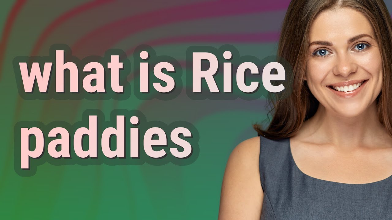Rice paddies | meaning of Rice paddies - YouTube