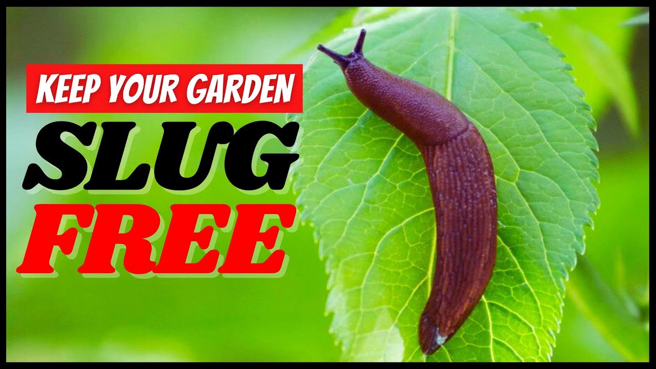 How to Get Rid of Slugs in Your Garden (Without Chemicals) - YouTube
