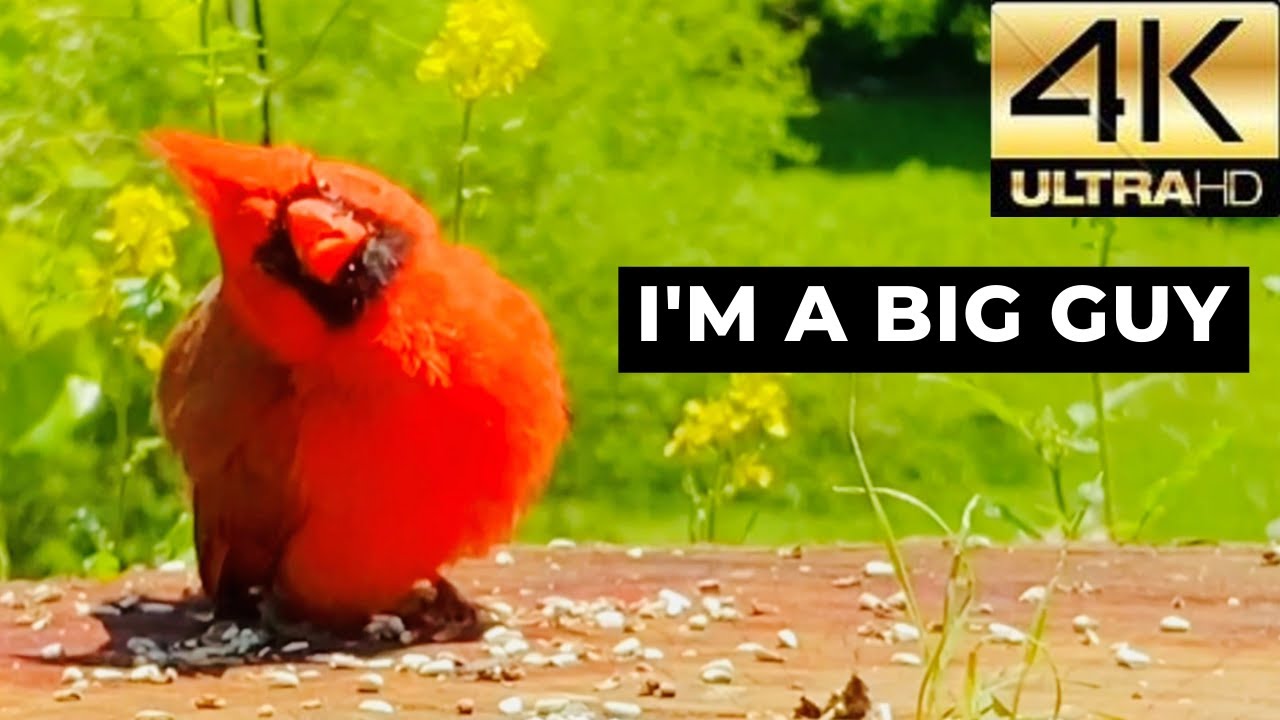 Birdwatching: Red Cardinal Birdy Puffs Up - YouTube