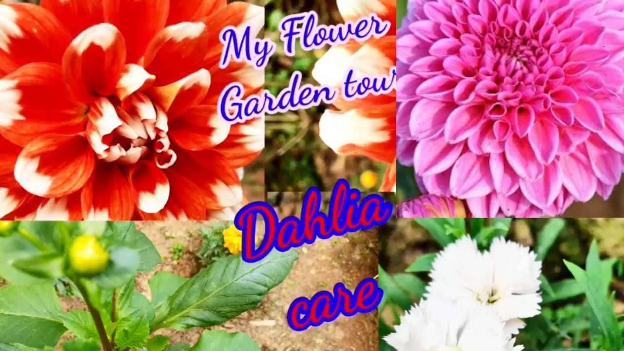 Dahlia flower Growing at home / How to plant's dahlia details step by ...