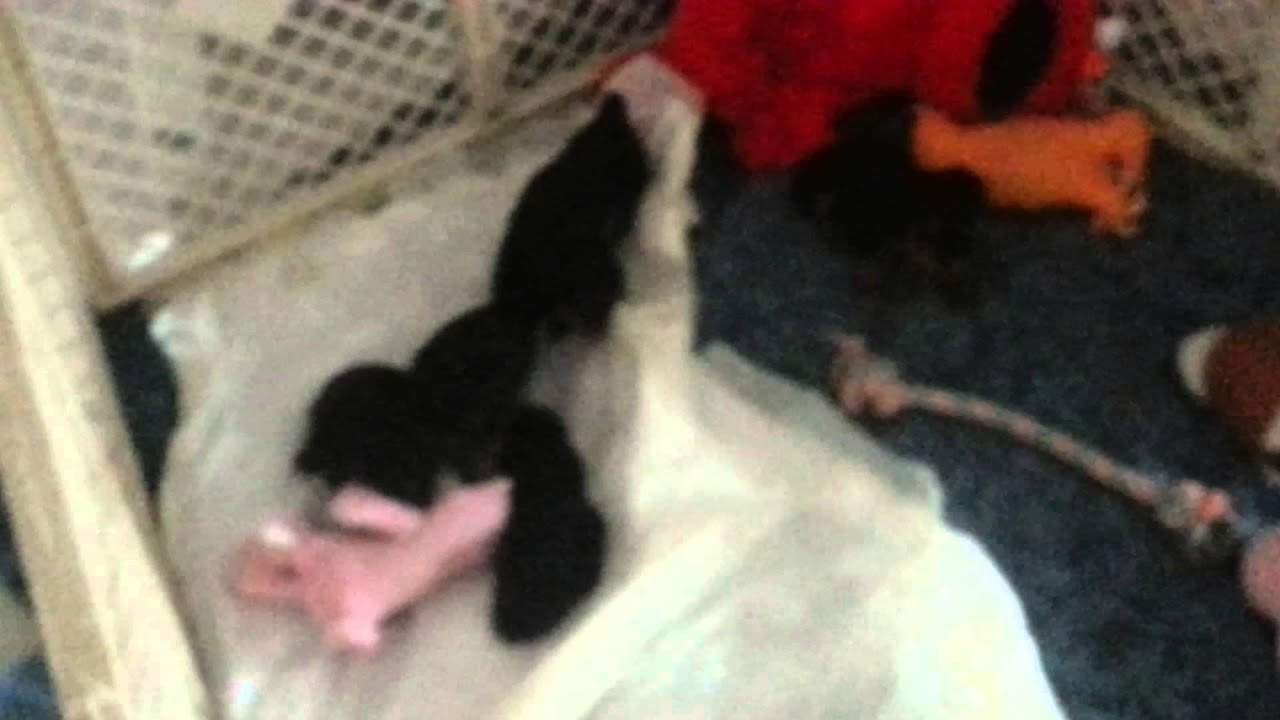 tea cup doll face yorkies ruby dog breeder in florida. - YouTube