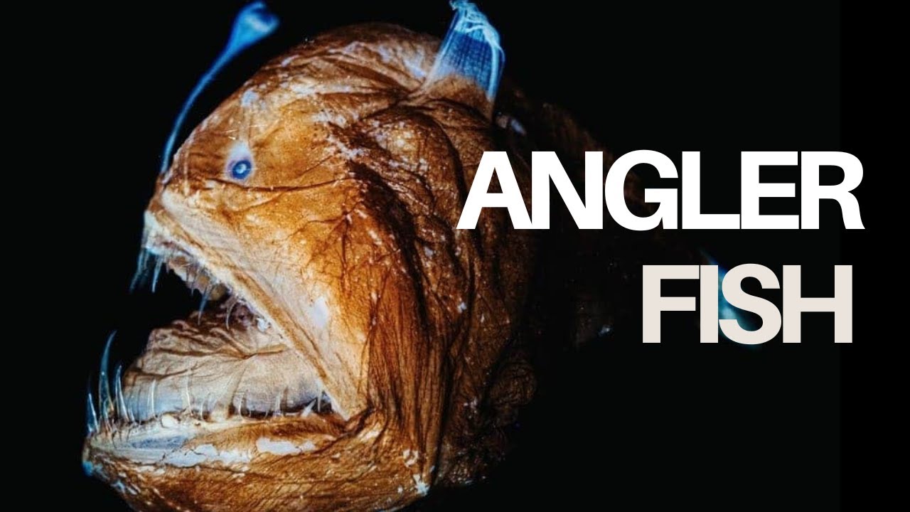 Creatures of the Deep | Angler Fish - YouTube