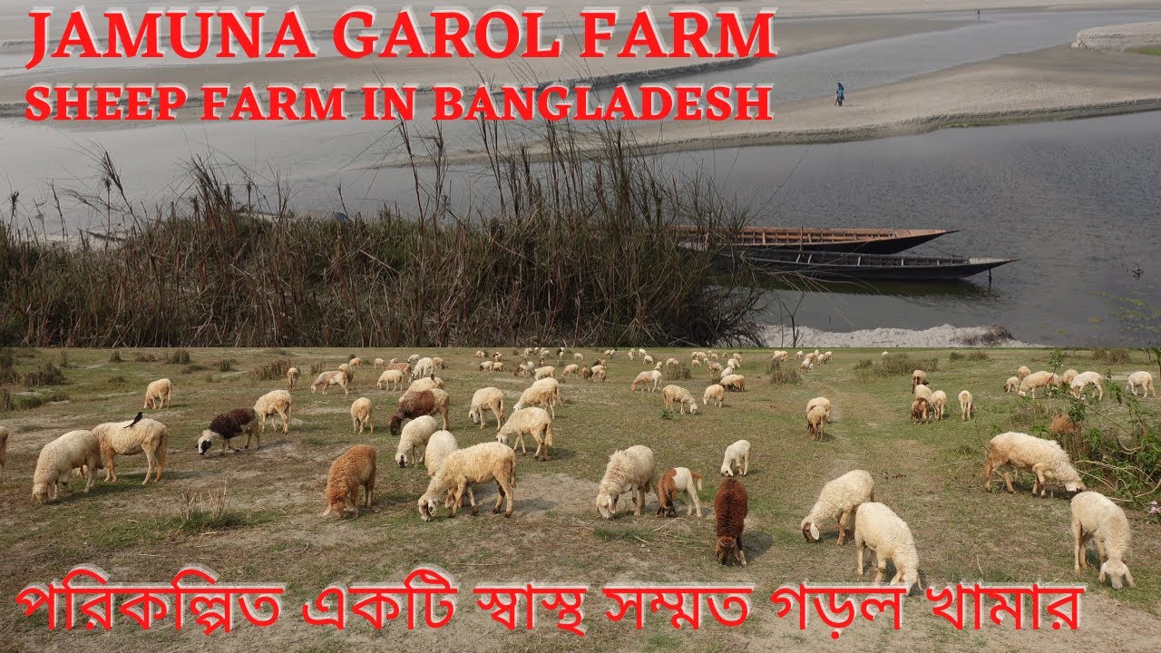 Natural Sheep farm In Bangladesh || Garol farm in Bangladesh - YouTube