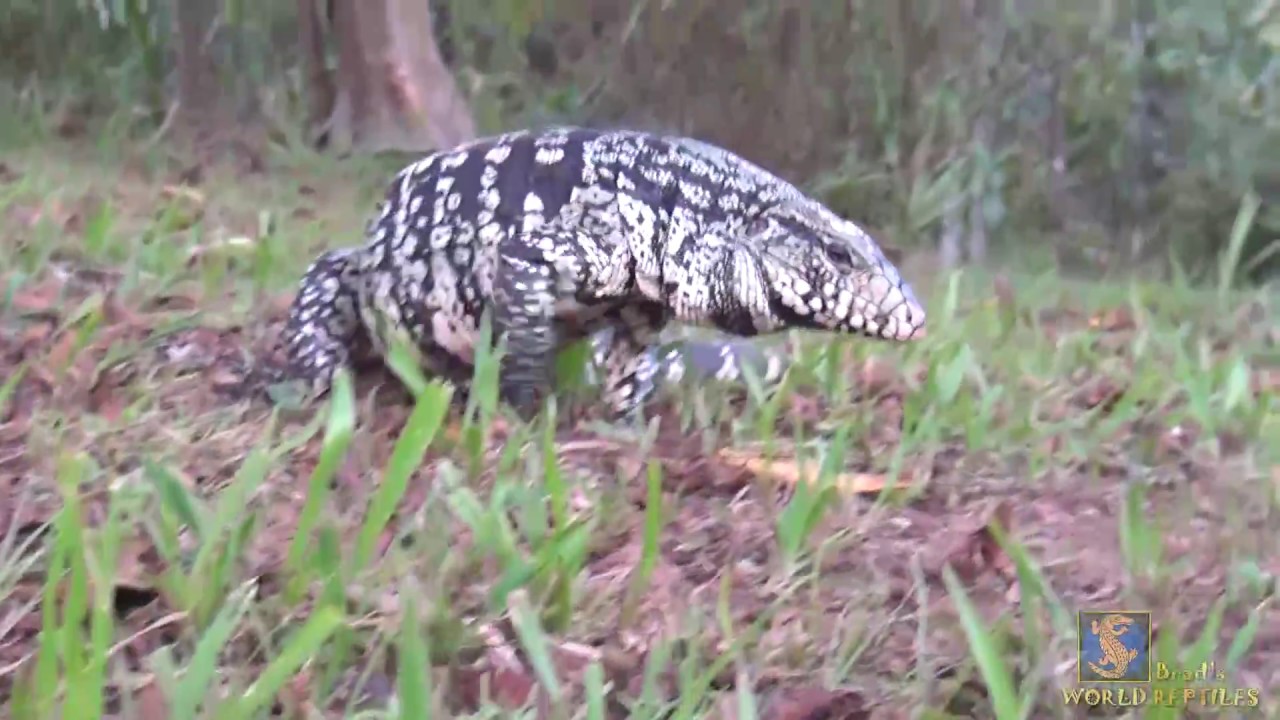 Tracking a Black and White Tegu near Iguazu Falls, in Argentina - YouTube