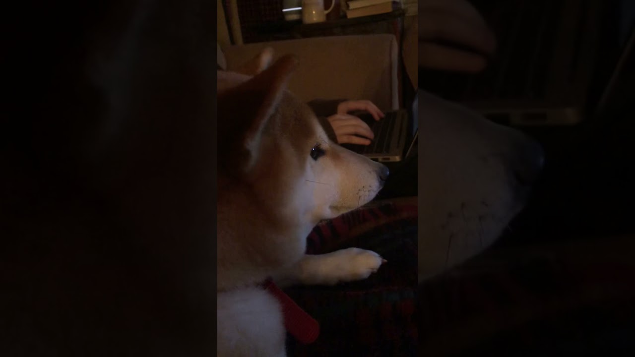 Shiba Inu scared of Dog Isle - YouTube