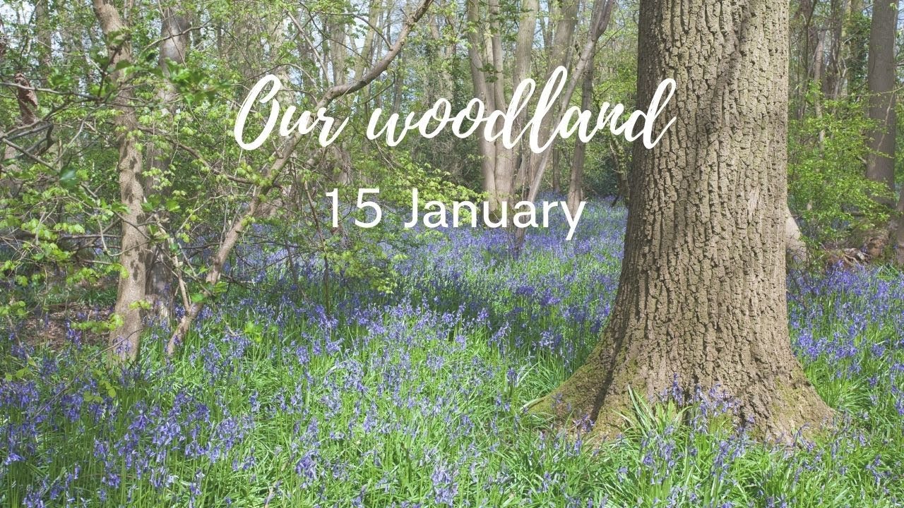 First tour of the woodland, 15 January - YouTube