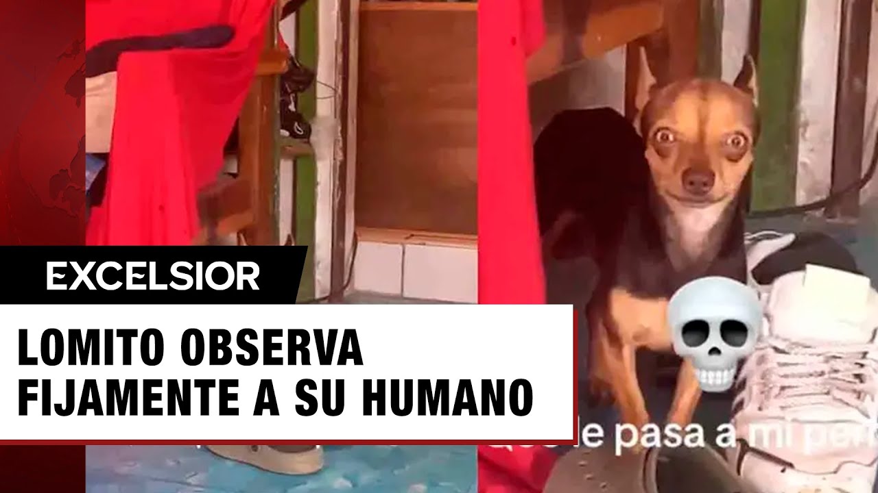 Perrito con mirada inquietante aterroriza en redes; dicen que parece ...