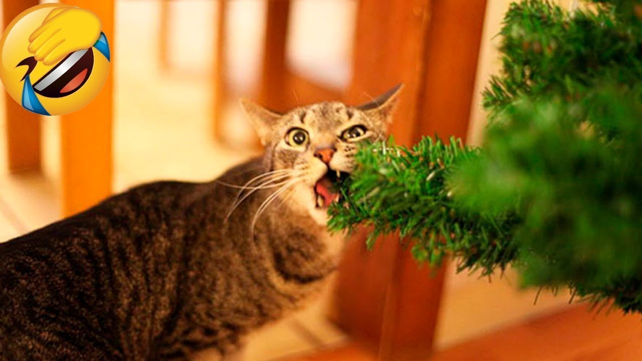 One Minute Funny Animal Videos 😂😂 - YouTube