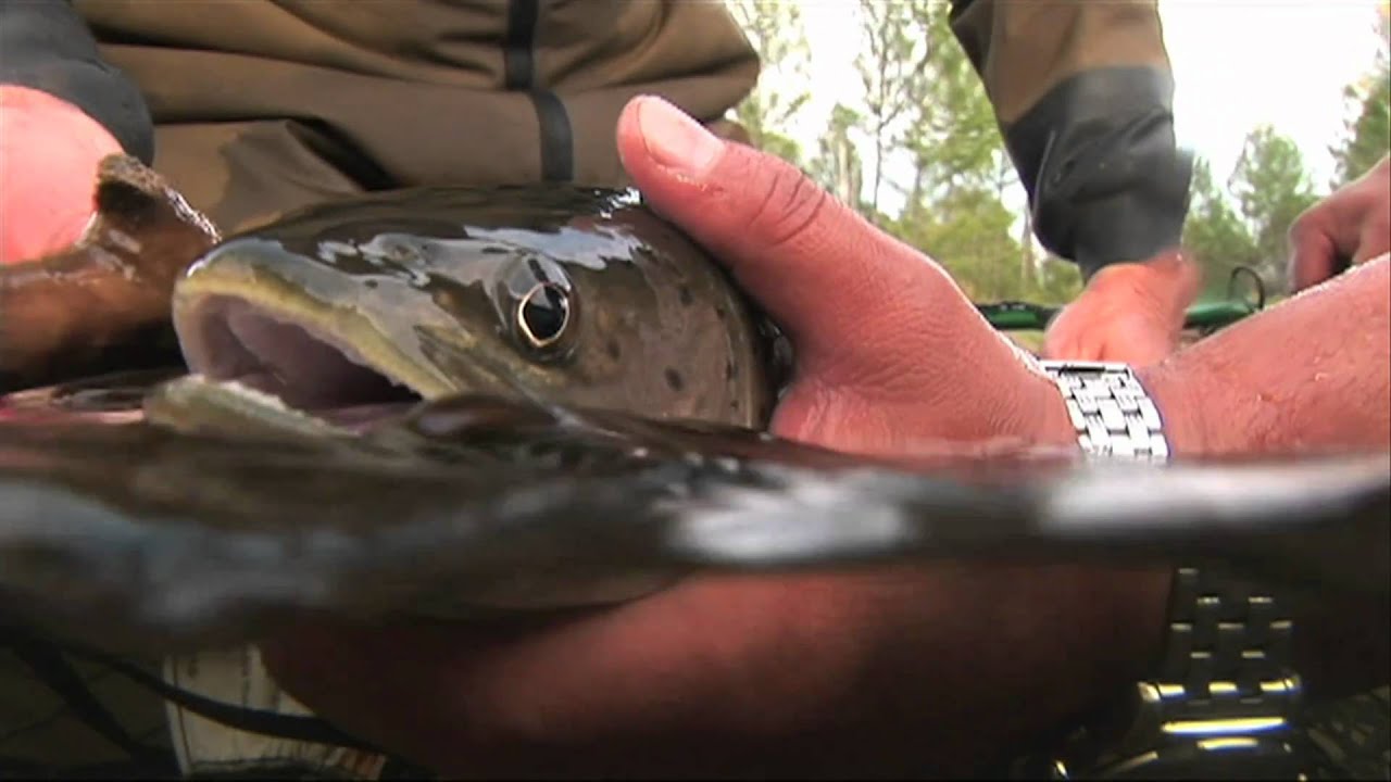 Sweetwater's Mongolia Taimen Fishing - YouTube