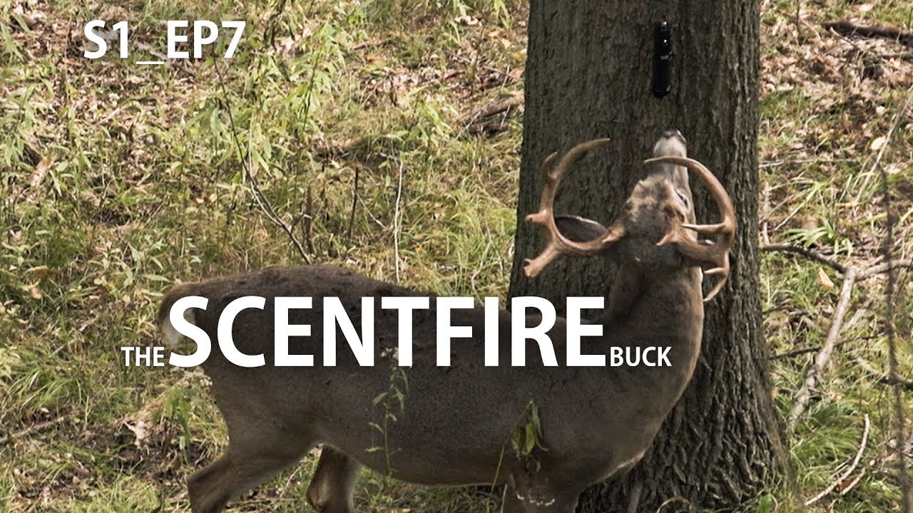 ConQuest 200 Web Series. Episode 7. The ScentFire Buck. - YouTube