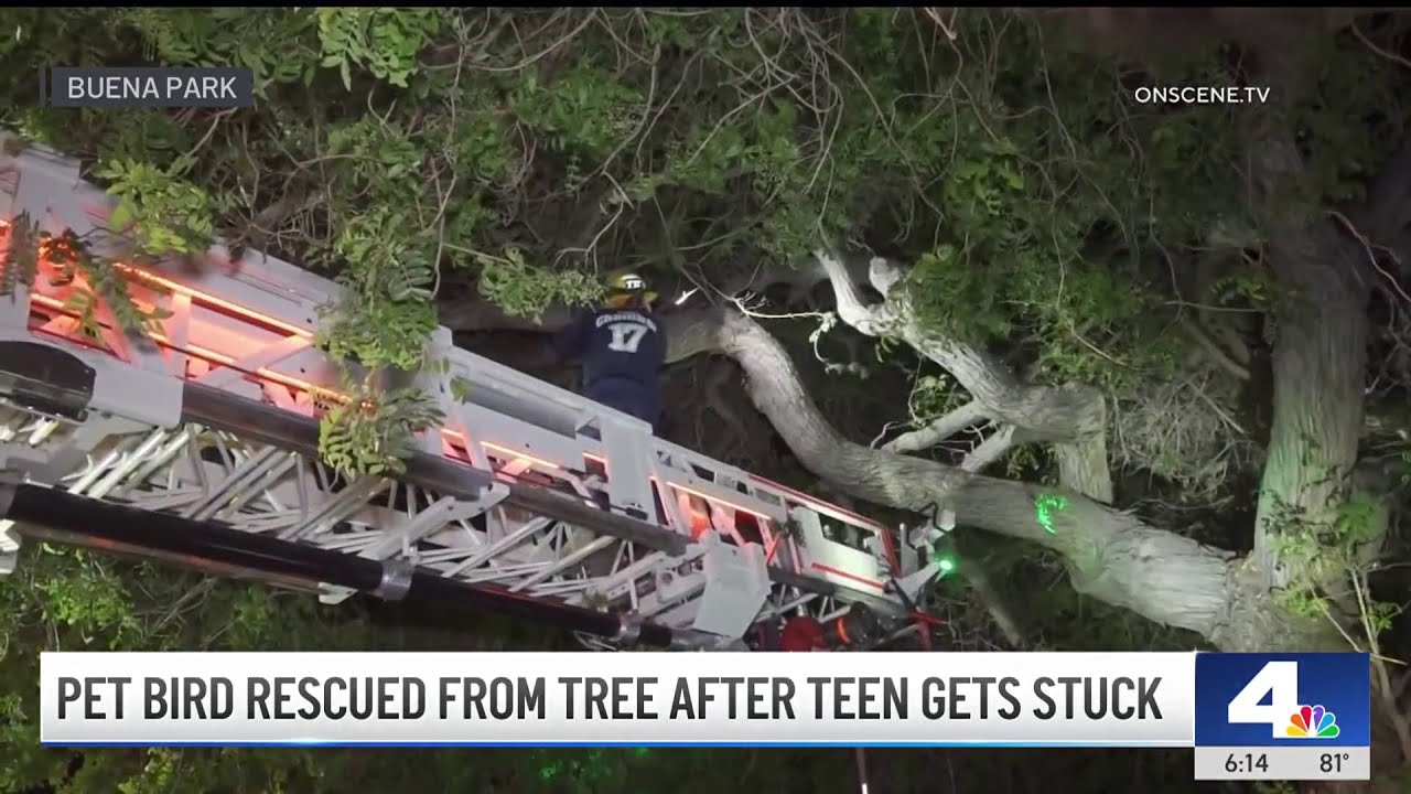 Teen boy and pet bird rescued from tree in Buena Park - YouTube