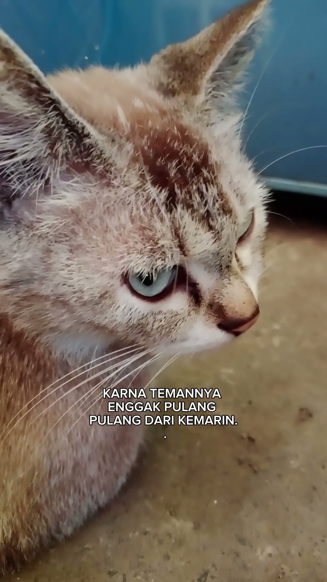 Kucing enggak semangat karna di tinggal teman baiknya. #sayangkucing # ...
