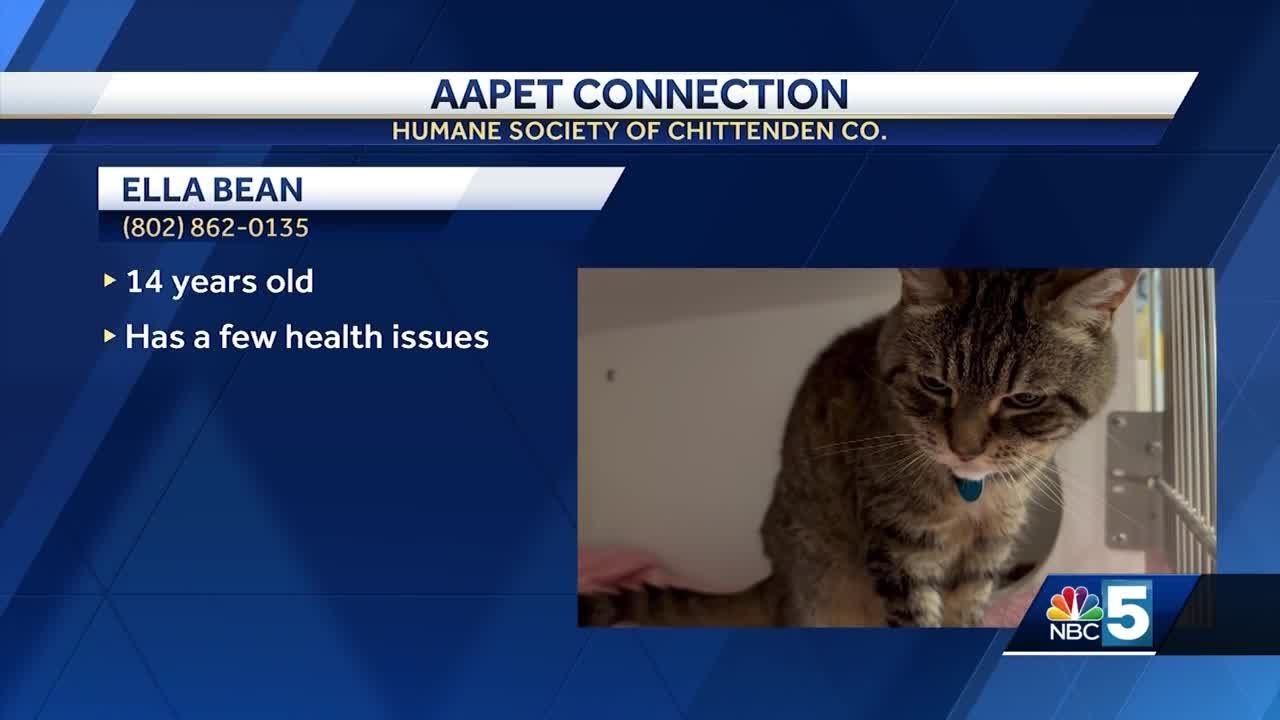 Pet Connection: Aug. 31, 2023 - YouTube