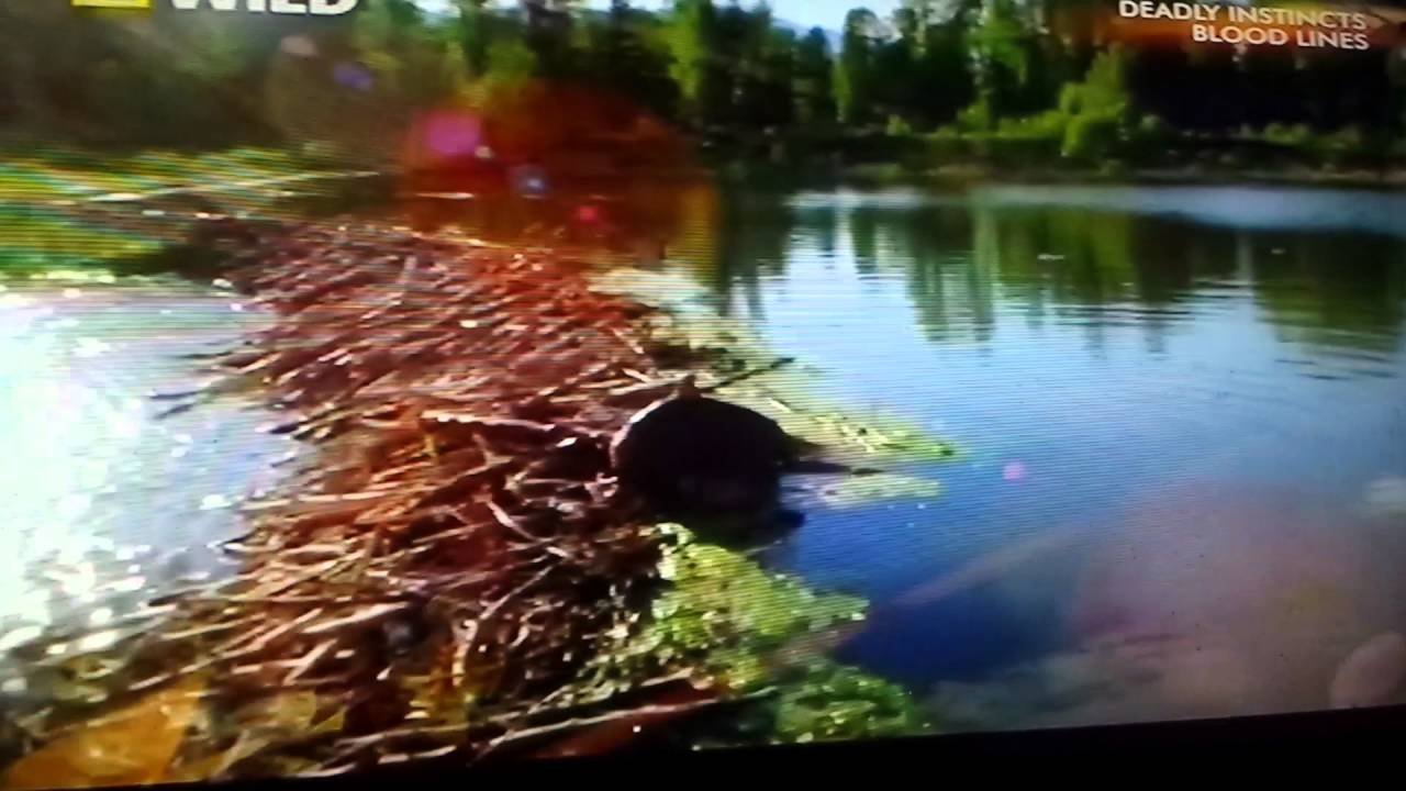 Nat Geo Wild - Destination Wild commercial/advert - YouTube