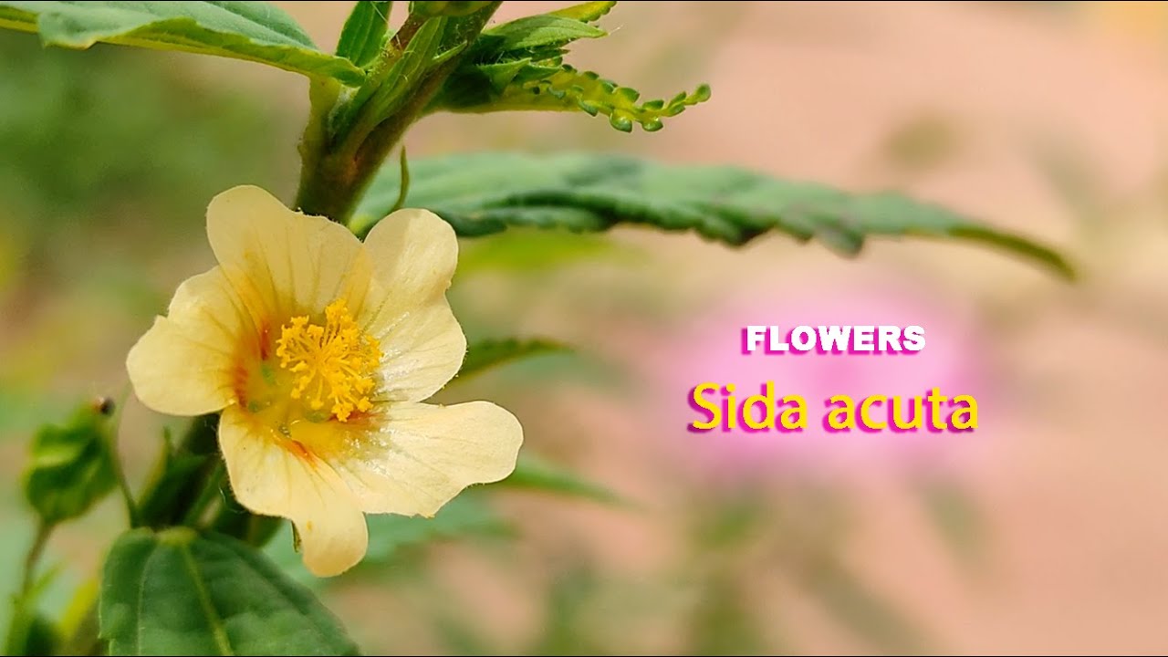 Flowers / 28 / Sida acuta / Sida alnifolia / Beautiful flowers - YouTube