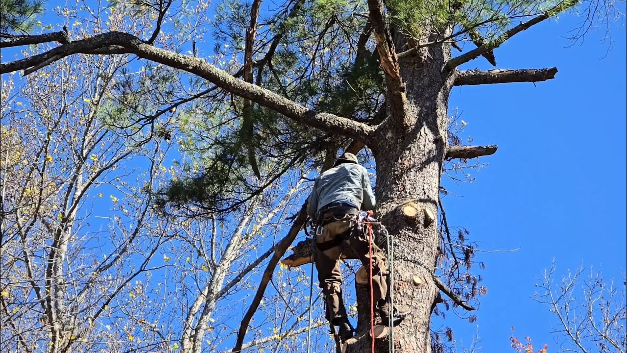 Dropping Two Large Trees - YouTube