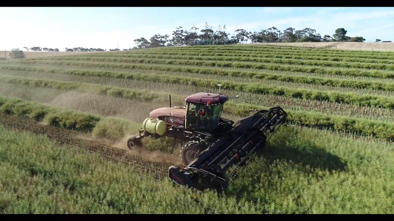 Macdon M205 Windrower swathing Canola - YouTube