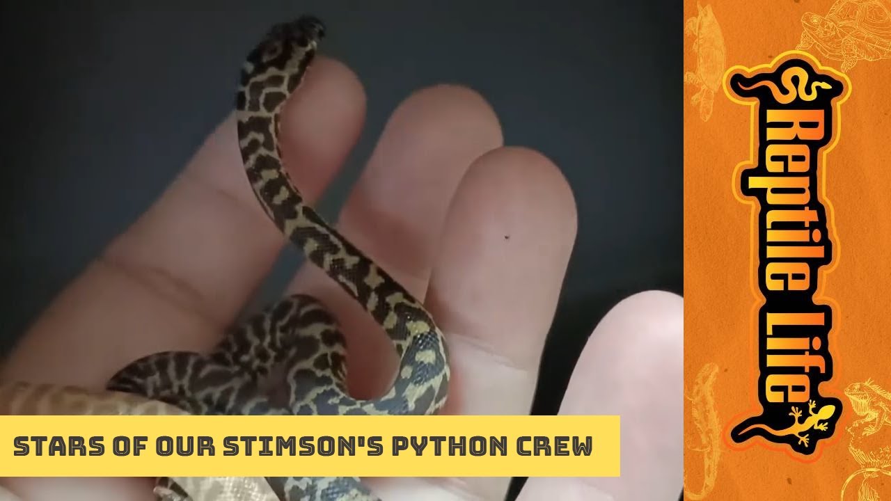 Hatchling Stimsons Pythons | Reptile Life - YouTube