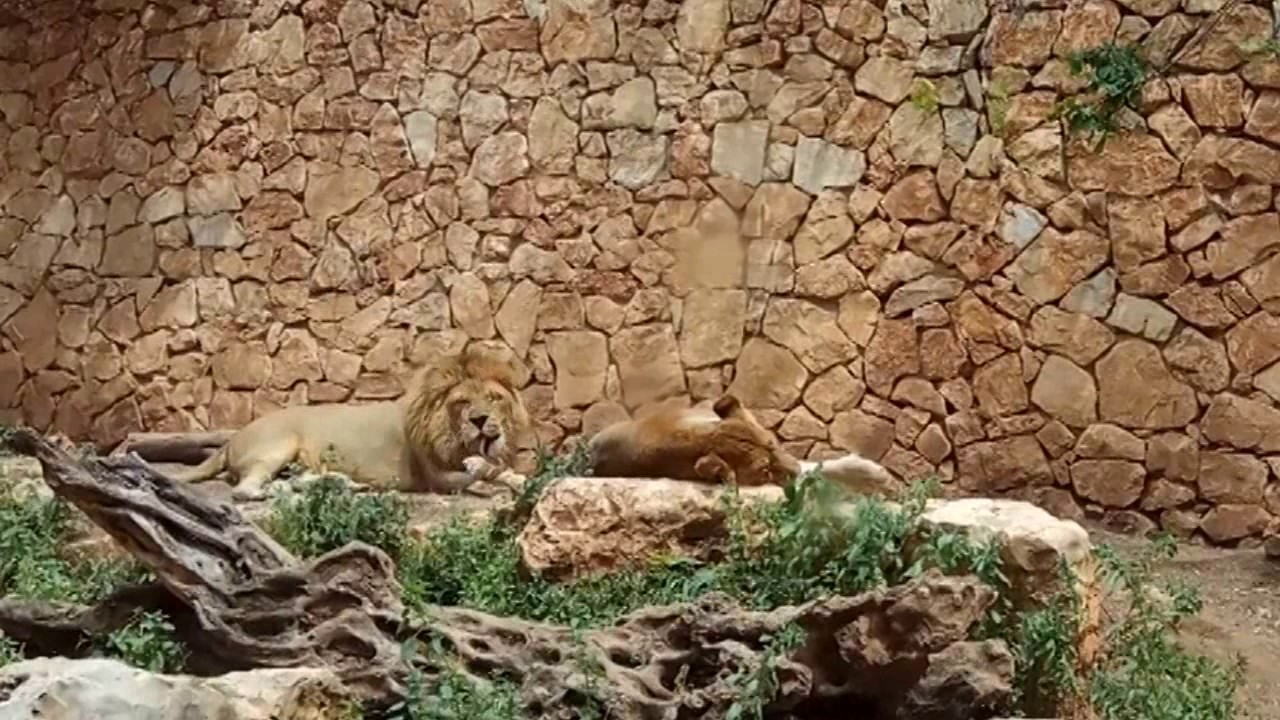 Зоопарк им. Луи Ариэля Гольдшмидта Haifa Educational Zoo - YouTube