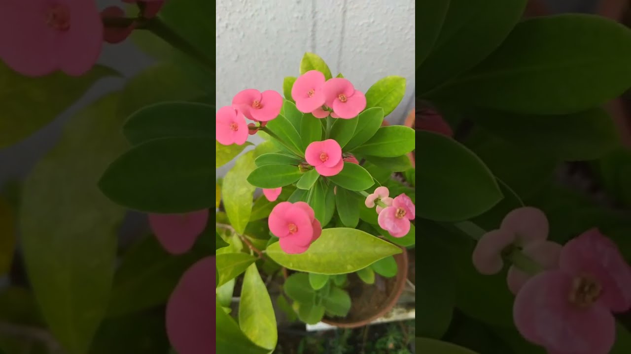 Susan vlog🔗 is live! - YouTube