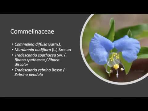 Commelinidae - YouTube