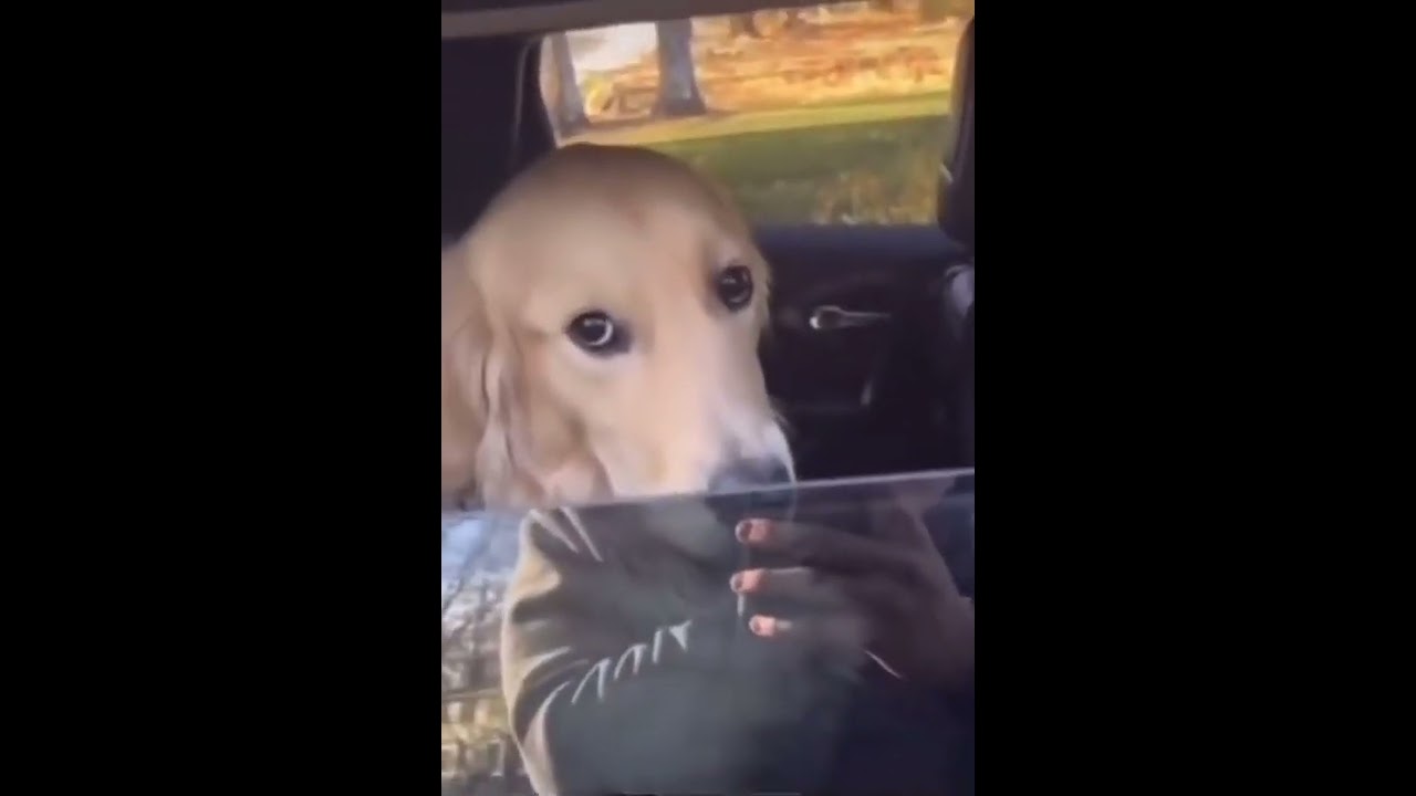 very polite dog - YouTube