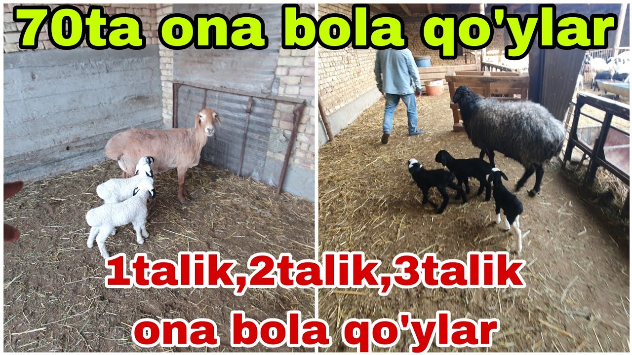 70 tadan ortiq 1talik,2talik,3talik ona bola qo'ylar sotiladi 11-aprel ...