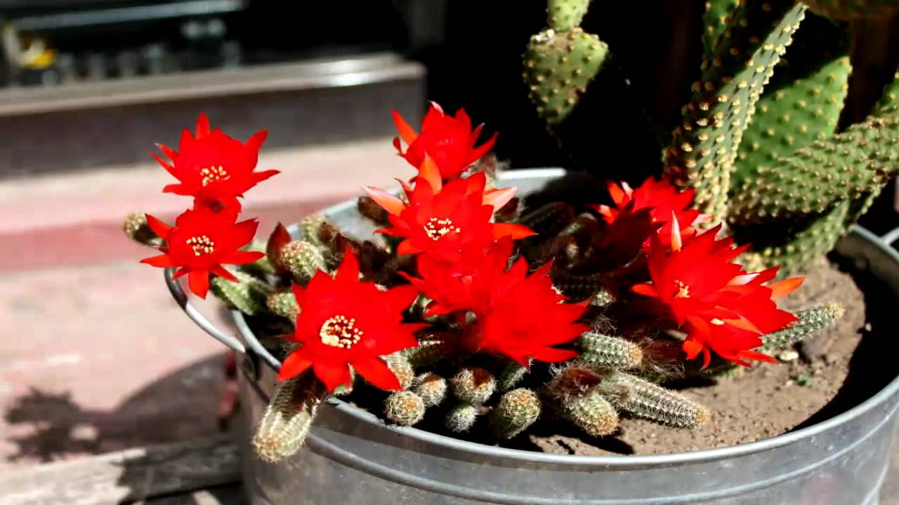 Cactus Floreciendo - YouTube