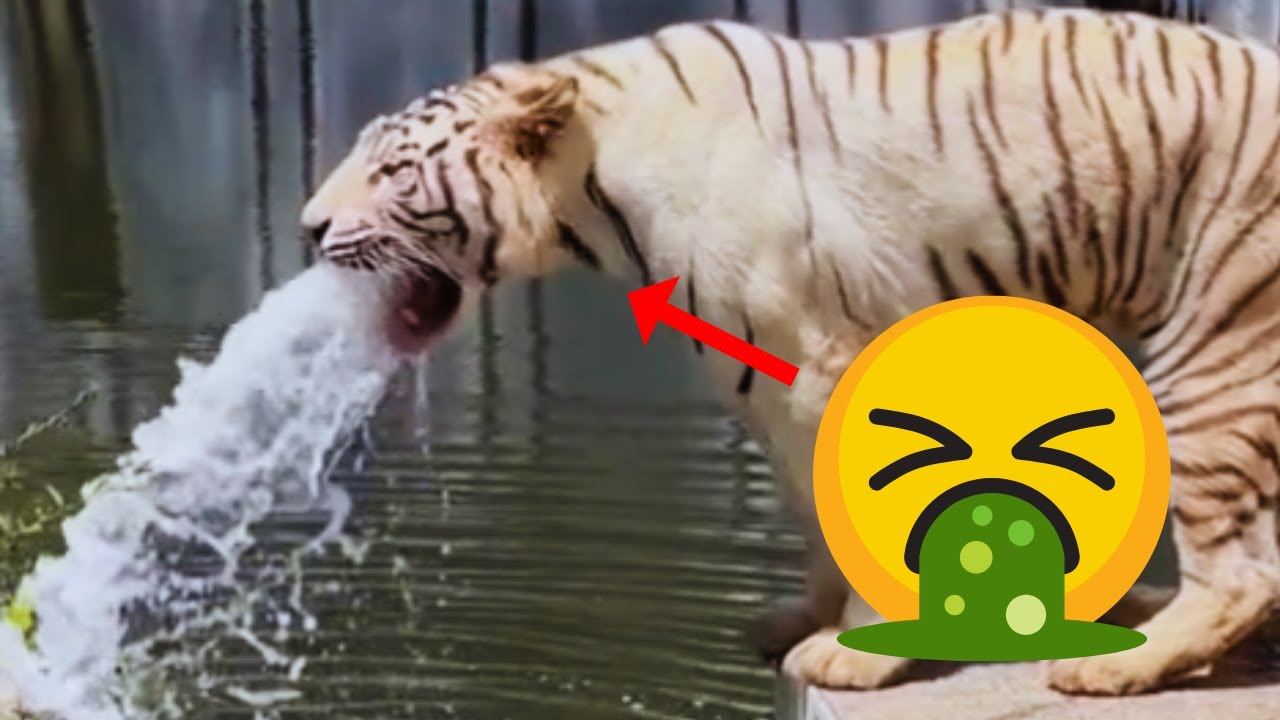 Tiger vomiting - YouTube
