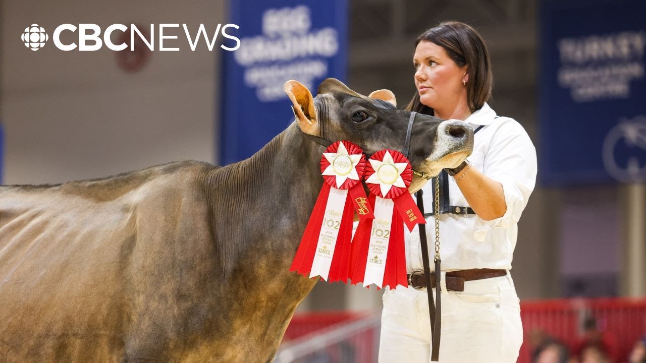 Meet Delphie, the grand champion cow of Canada’s biggest agricultural ...