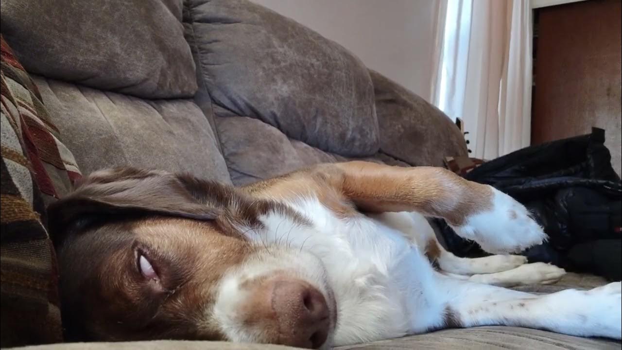 Dog becomes demon while sleeping (very scary) - YouTube