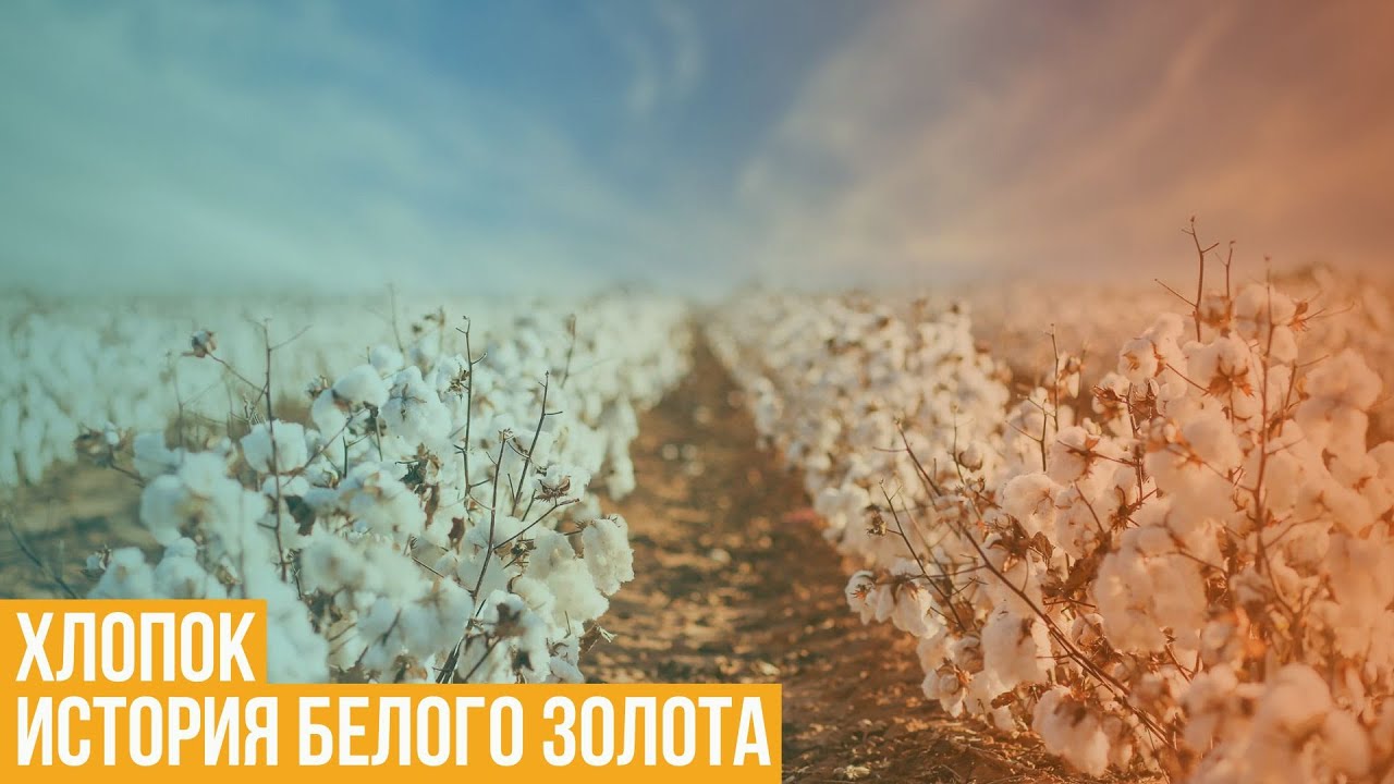 Хлопок. История белого золота - YouTube