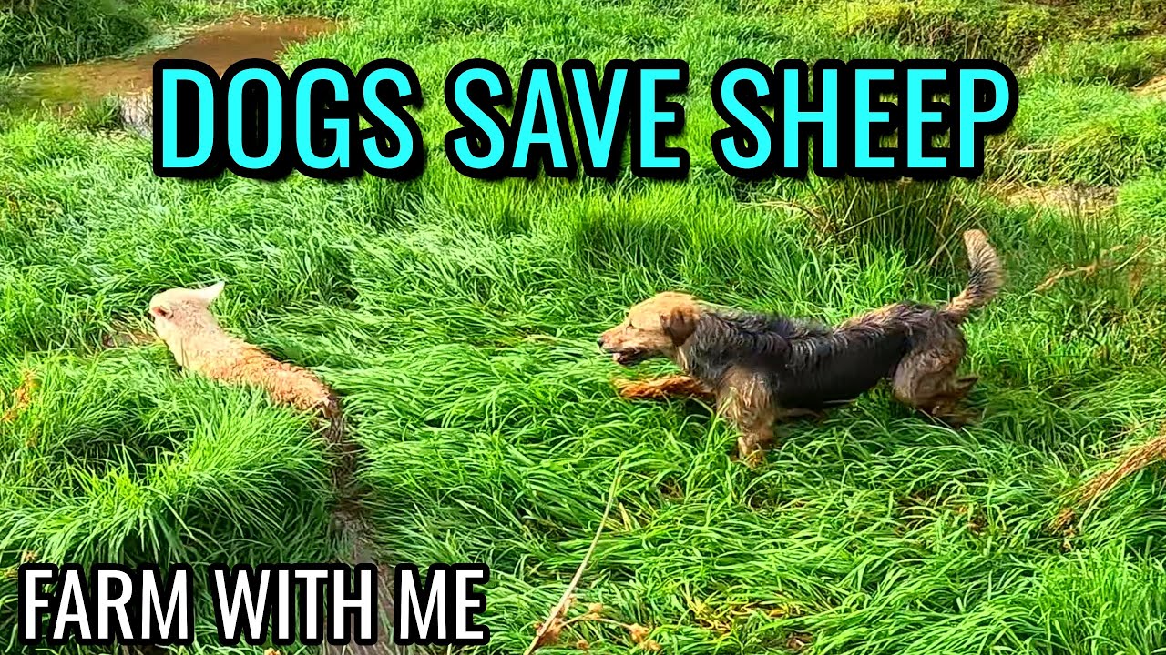 Dogs Save Sheep From Drowning - YouTube