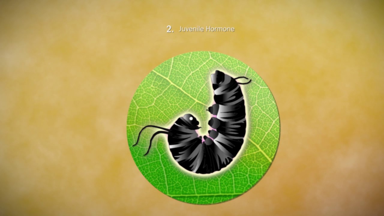 Metamorphosis: How does it REALLY HAPPEN? - YouTube