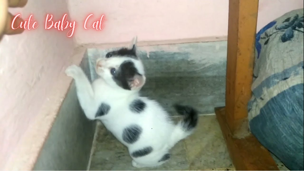 Baby Cat Trying to Climb Up The Wall | Cute Pet Cat Videos - YouTube