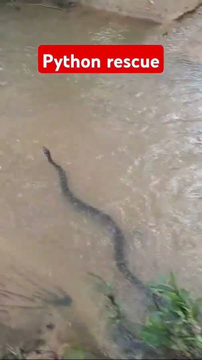 Python rescue #viralvideo #nature #sorts #sort #snake - YouTube