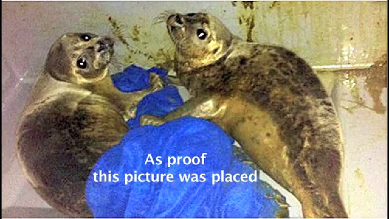 Raid on Hessel Wiegman - YouTube