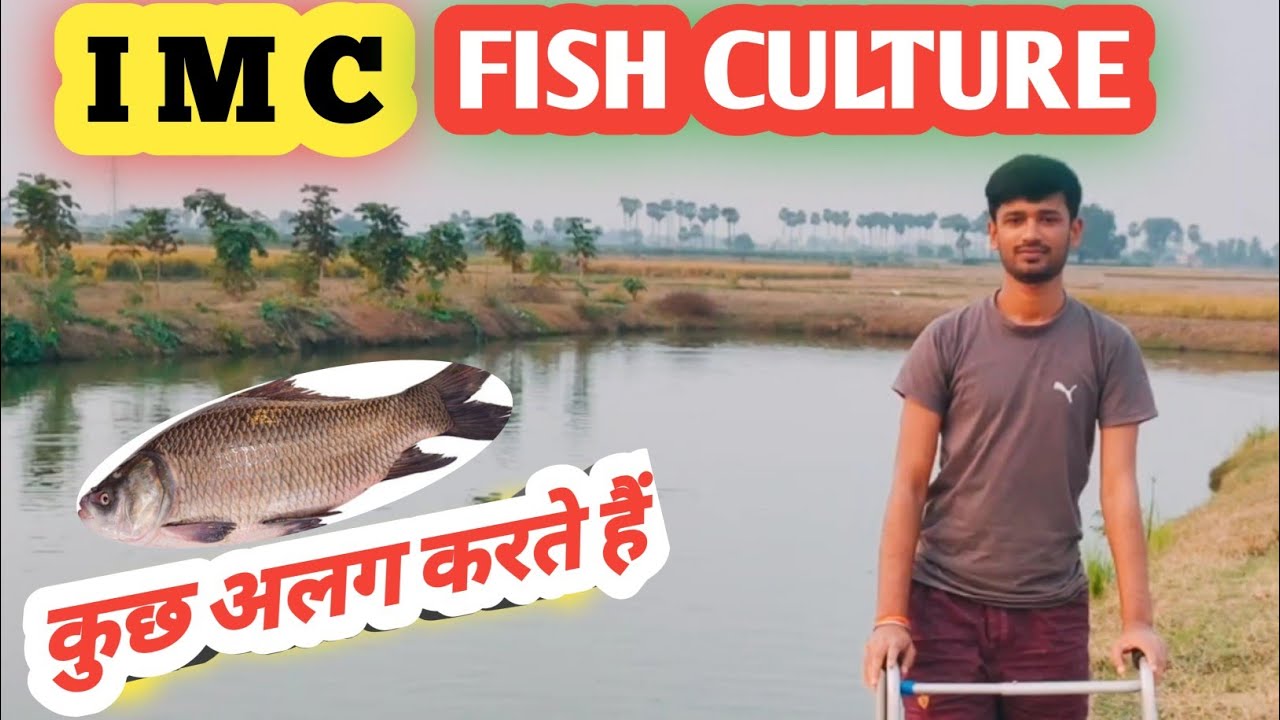 IMC मछली पालन अब नये तरिके से करें। रेहु कतला मृगल मछली पालन। IMC fish ...