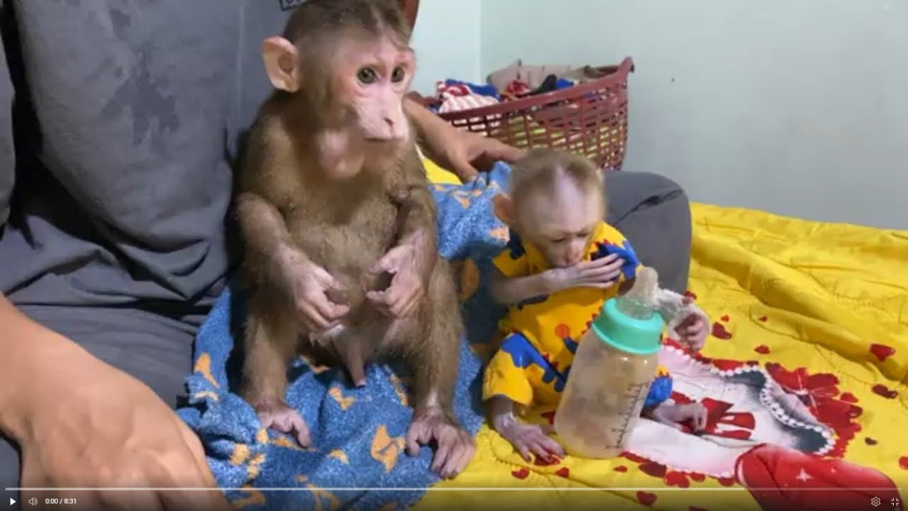 Mother dressing for Baby monkey Miker and Boyboy - YouTube