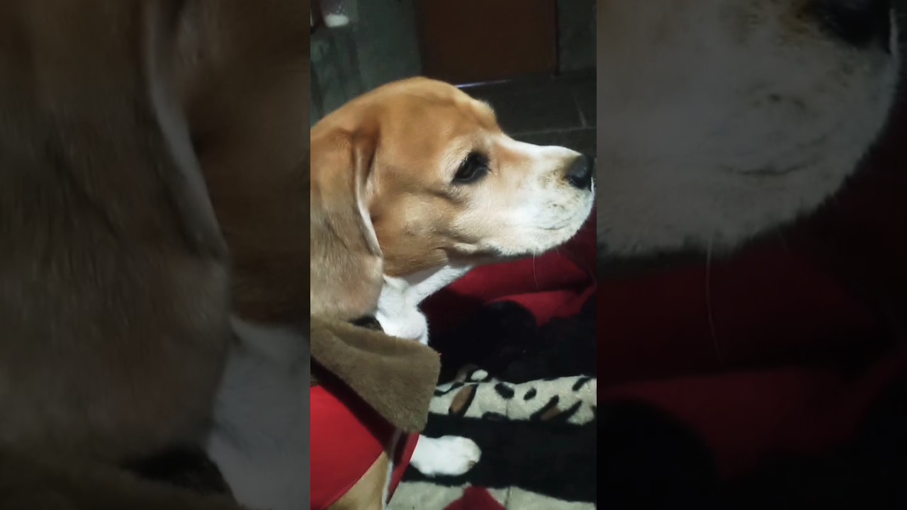 Daisy beta what hapn - YouTube