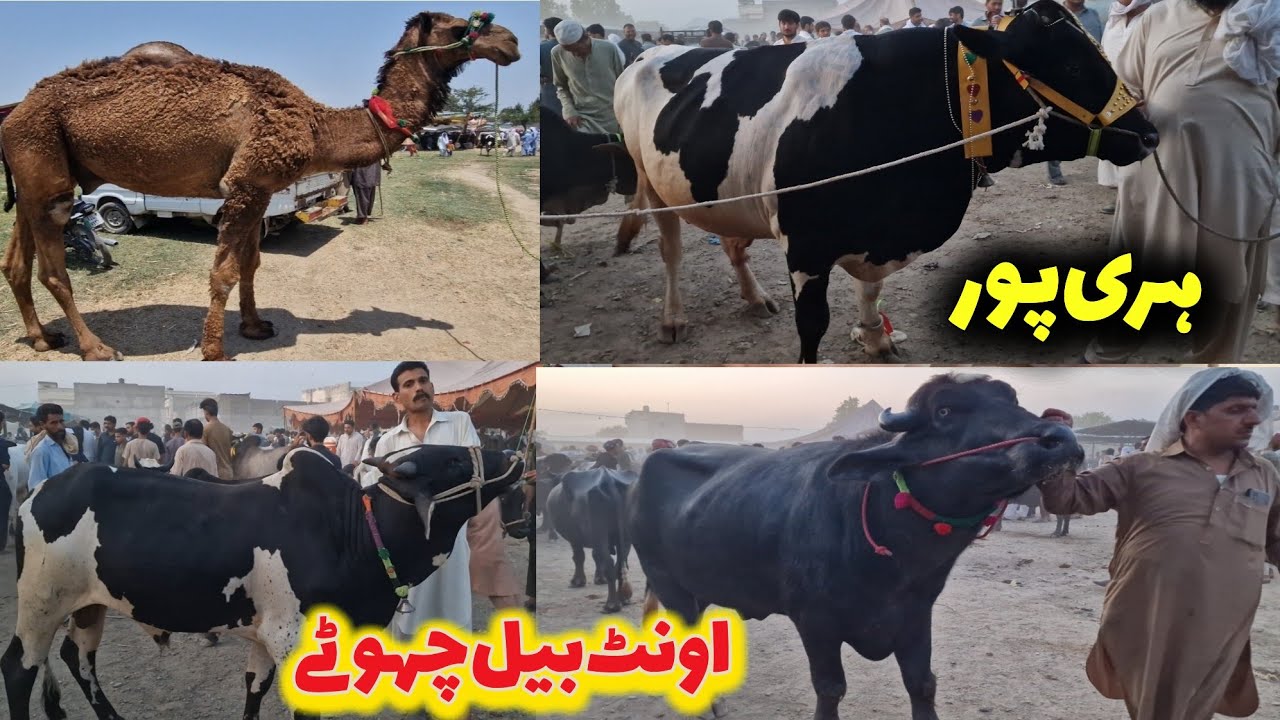 Maweshi Mandi: Latest Updates | Camel, Buffalo, Bulls Market ...